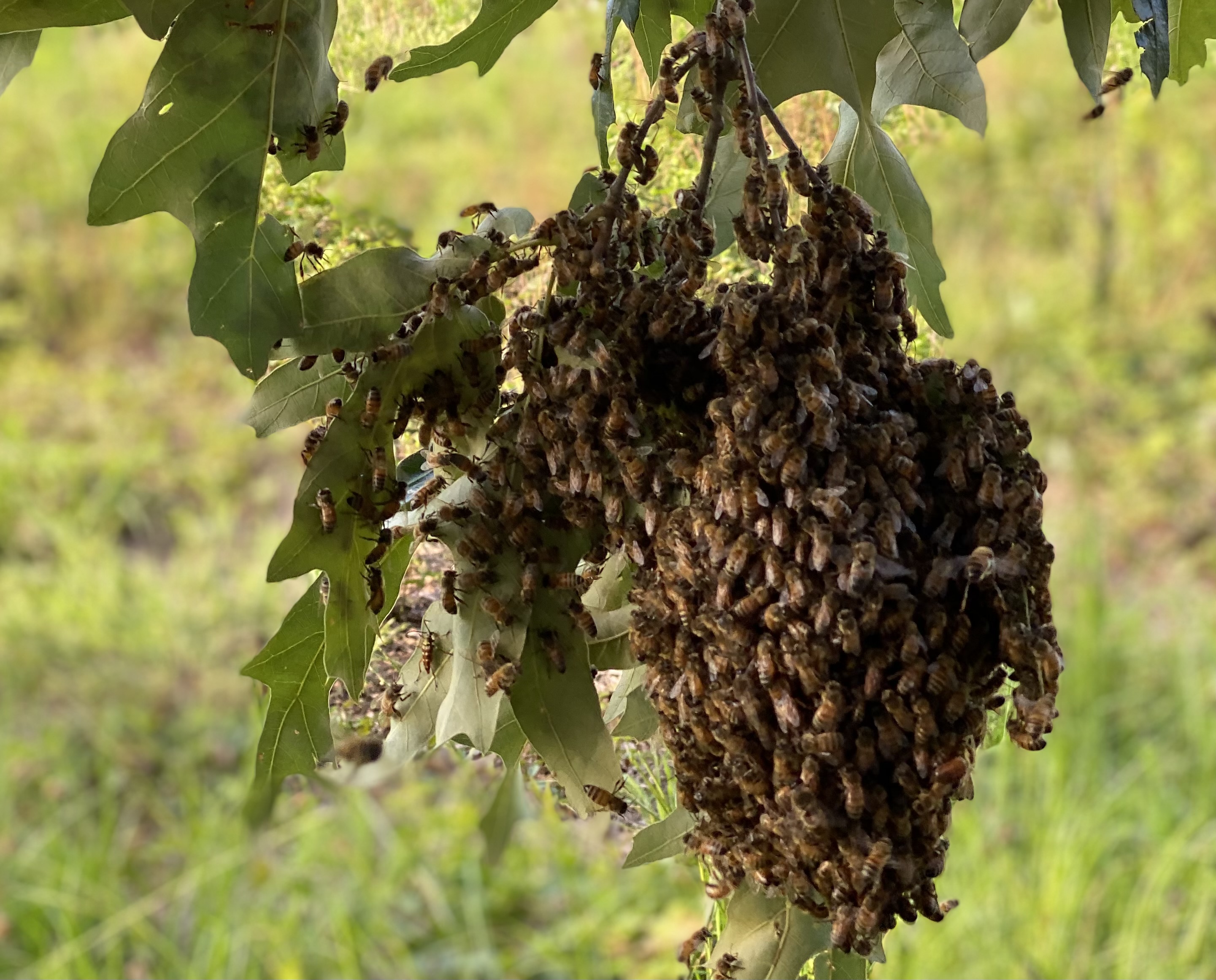 Swarms – Craven~Pamlico Beekeepers Association